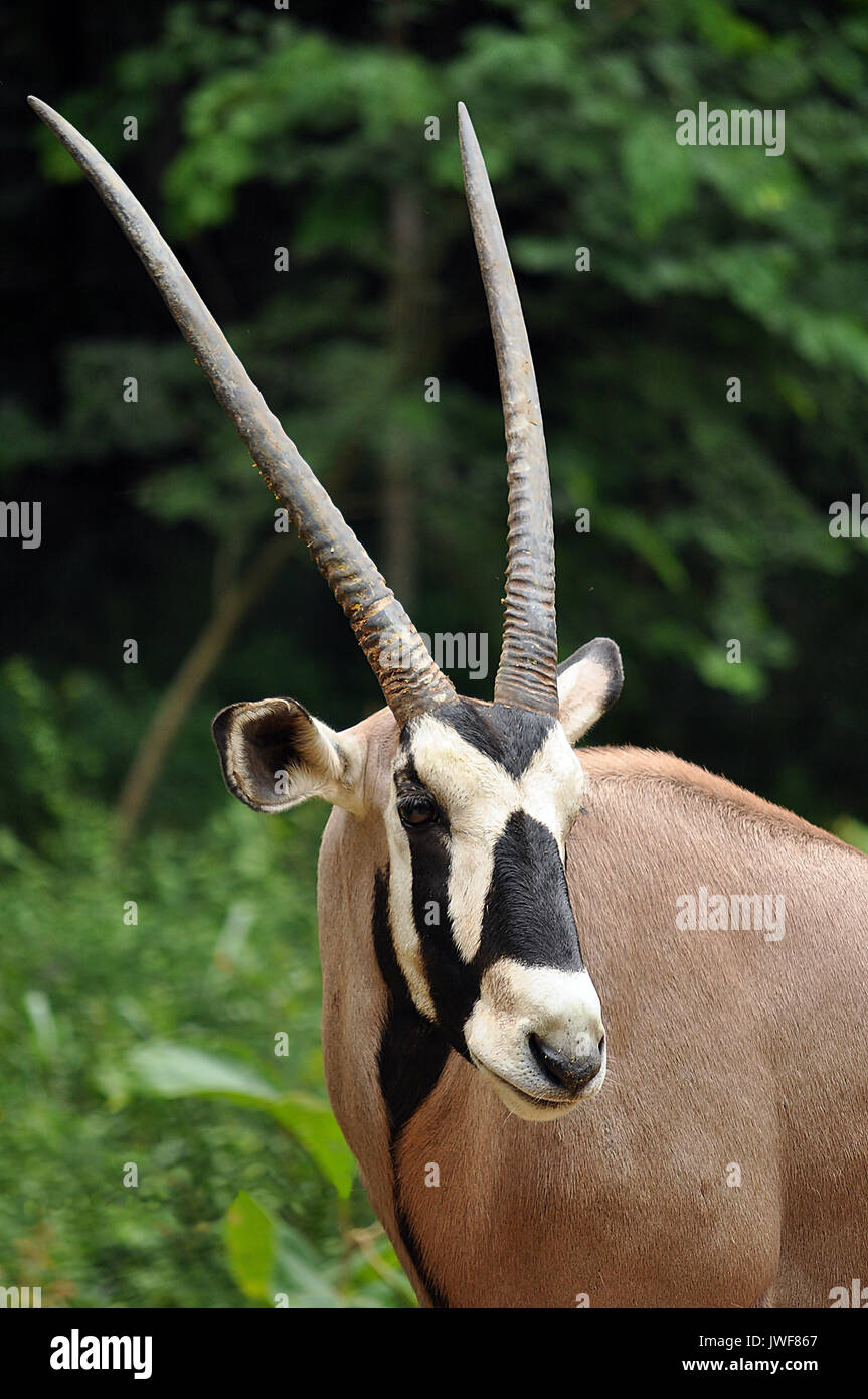 East African Oryx stand just over a metre at the shoulder and weigh ...