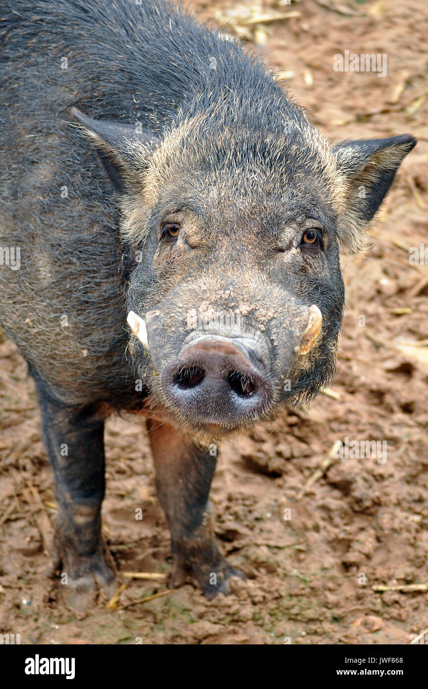 The body of the wild boar is compact; the head is large, the legs ...