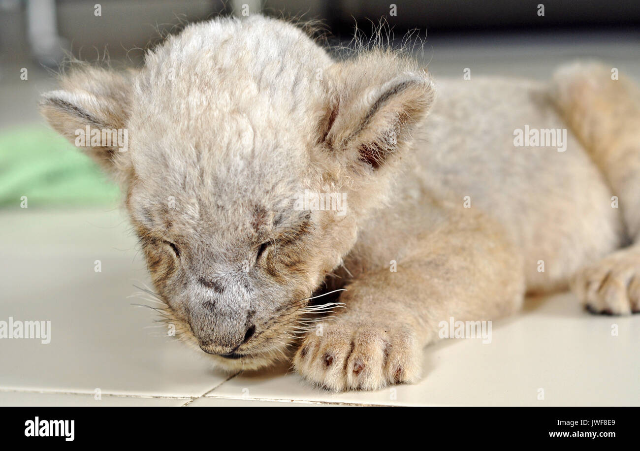 the lion giving birth to a litter of one to four cubs in a secluded den ...