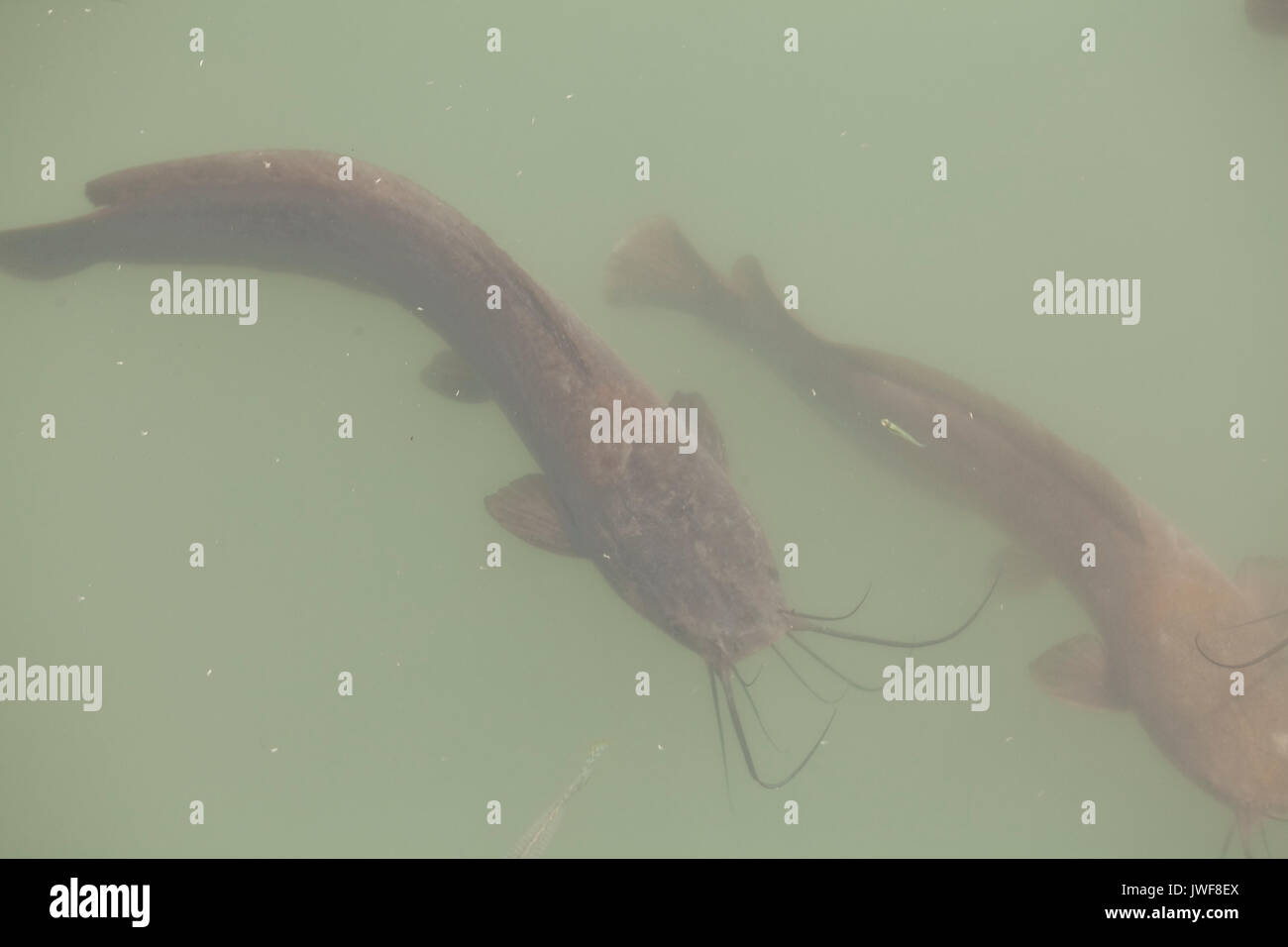 Catfish underwater lake hi-res stock photography and images - Alamy