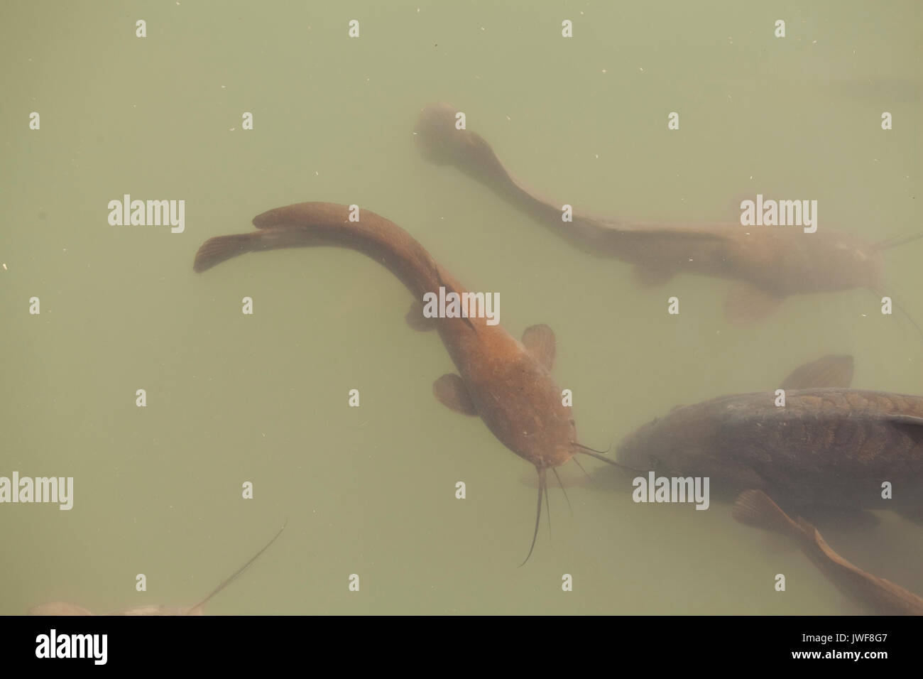 Batrachian walking catfish hi-res stock photography and images - Alamy