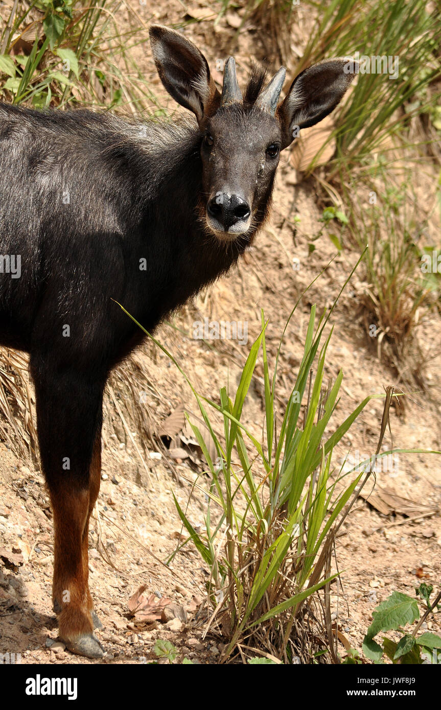 Serow thailand hi-res stock photography and images - Alamy