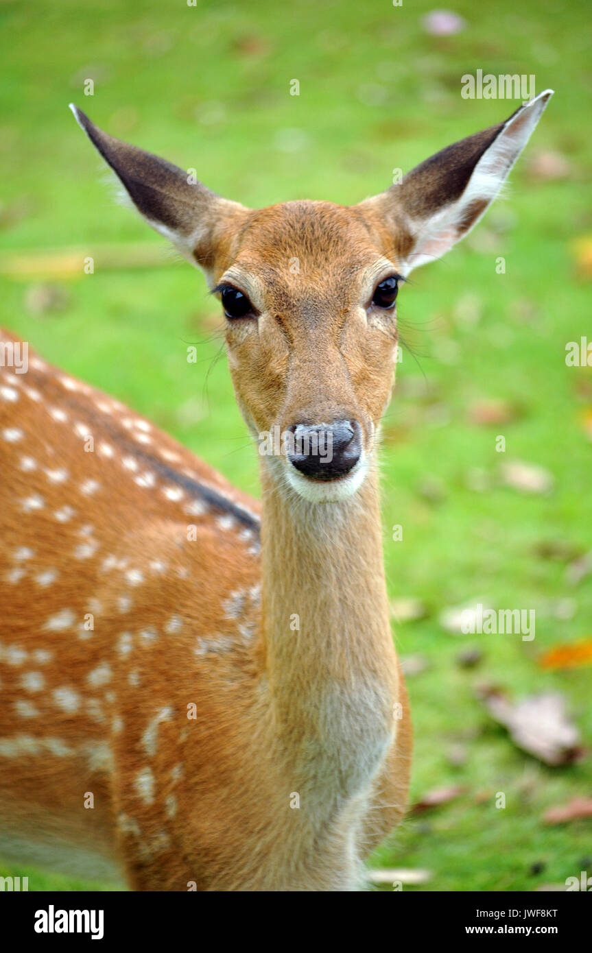 The Sika deer is one of the few deer species that does not lose its ...