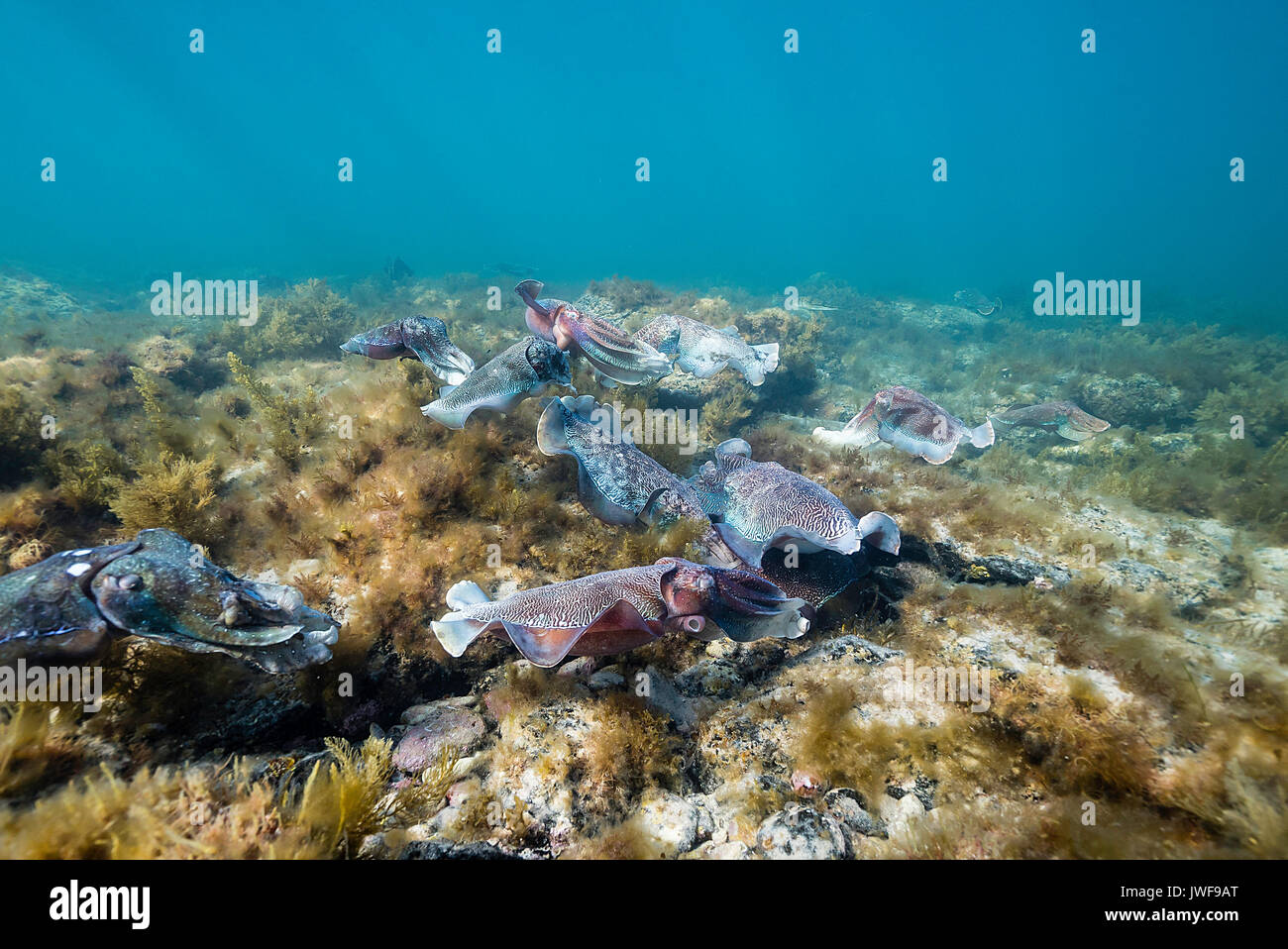 Male Australian giant cuttlefish protecting his female from other males ...