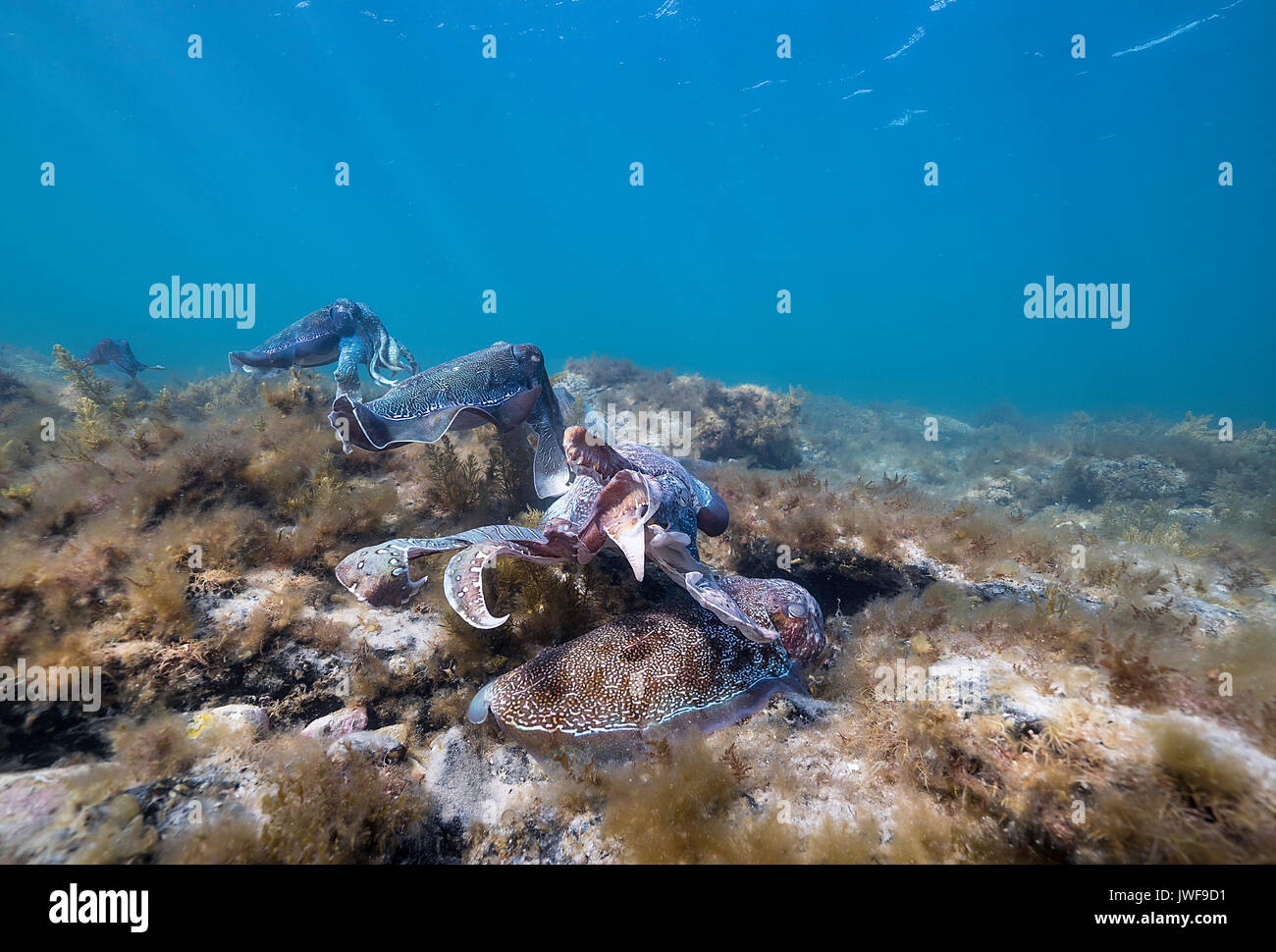 Male Australian giant cuttlefish protecting his female from other males ...