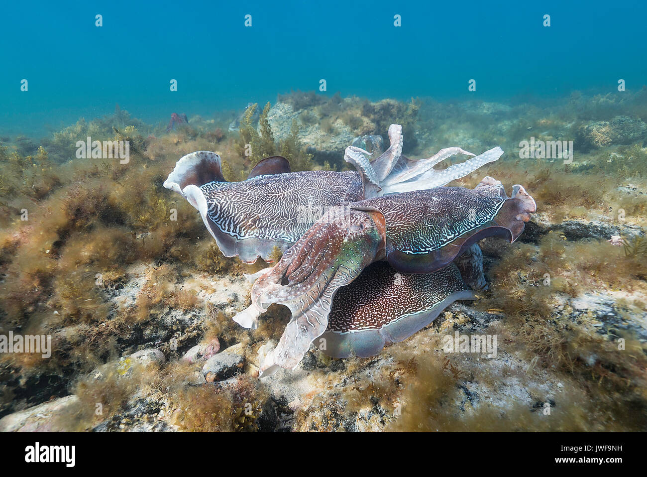 Australian Giant Cuttlefish