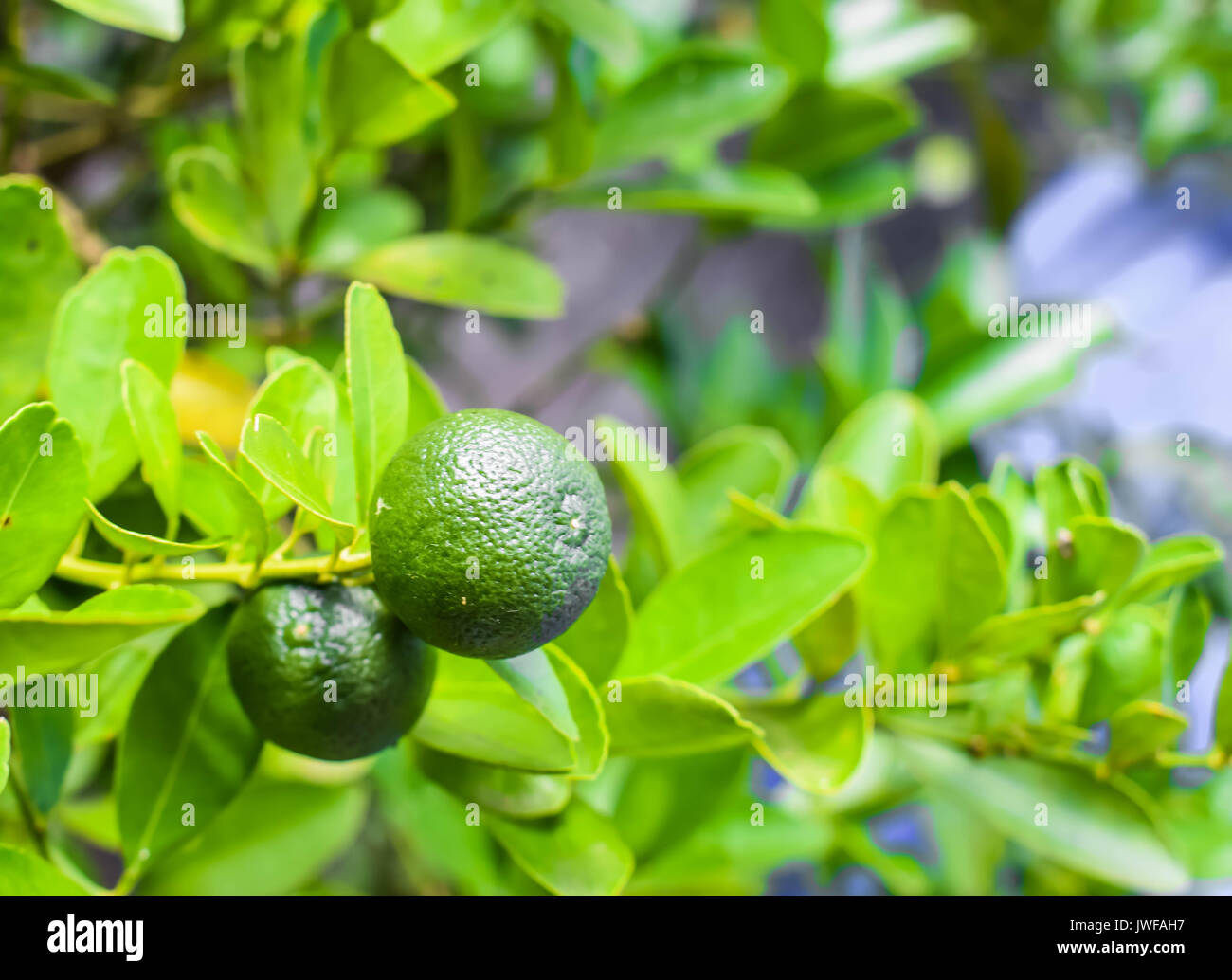 Philippines Fruit High Resolution Stock Photography and Images - Alamy
