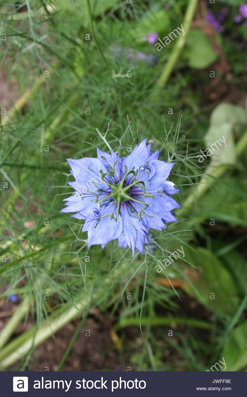 Nigella Sativa Stock Photos & Nigella Sativa Stock Images - Alamy