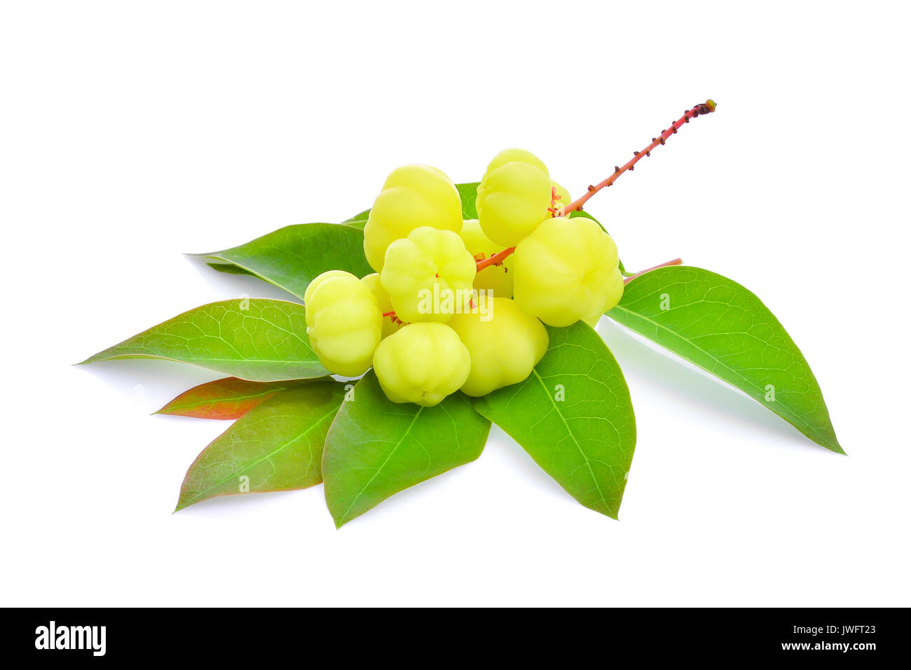 star gooseberry fruit with leaves isolated on white background Stock ...