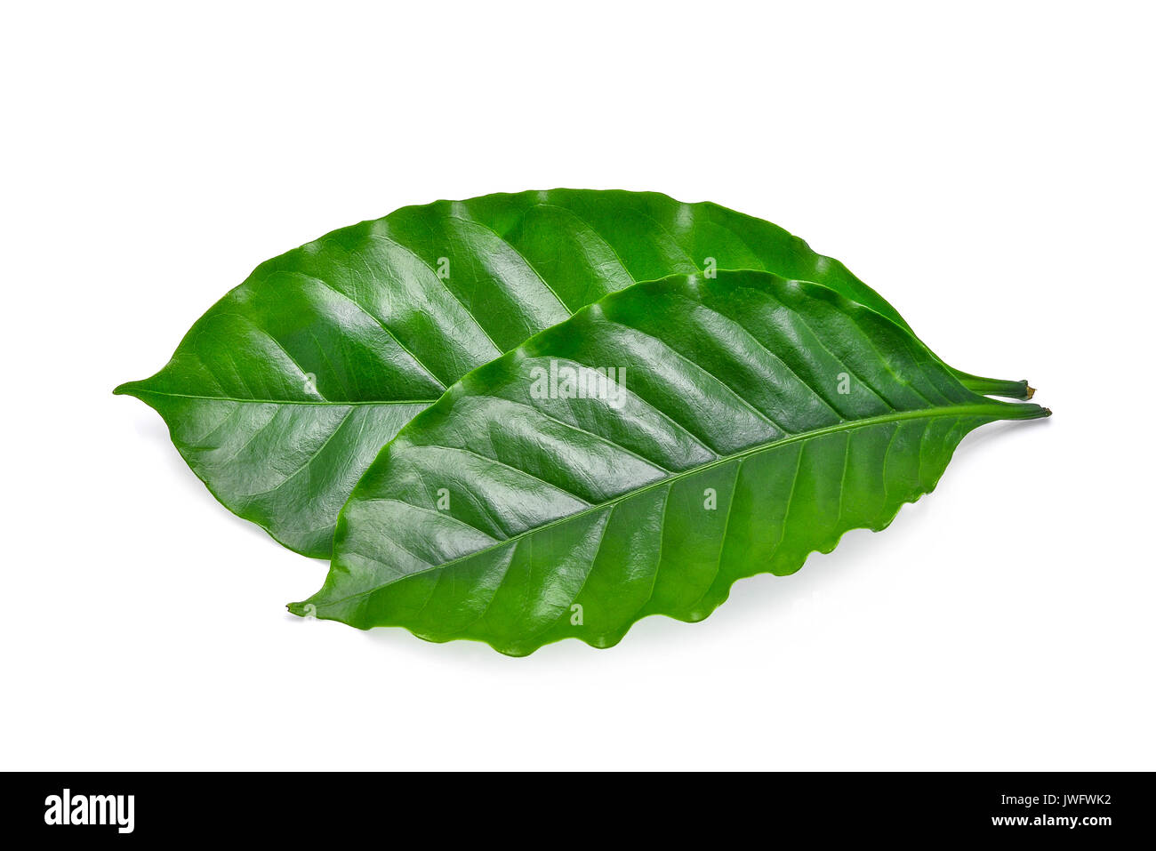 green coffee leaf isolated on white background Stock Photo - Alamy