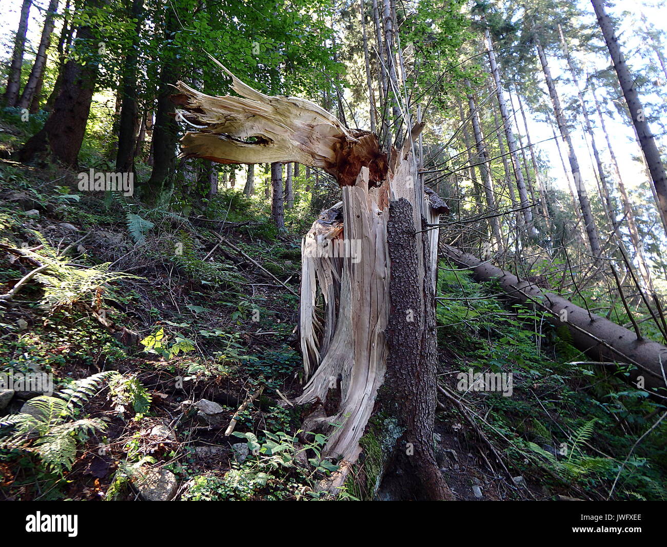 Broken tree by a wind, hurricane, Storm damage Stock Photo - Alamy
