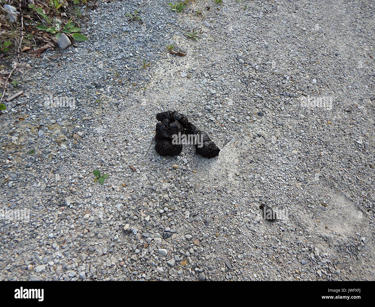 Faeces - brown bear, (Ursus arctos Stock Photo - Alamy