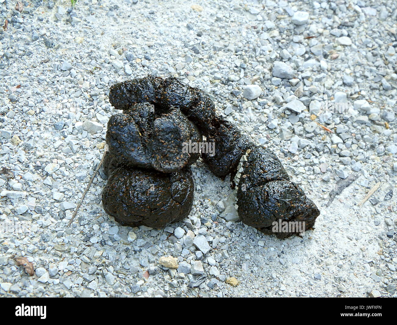 Faeces - brown bear, (Ursus arctos Stock Photo - Alamy
