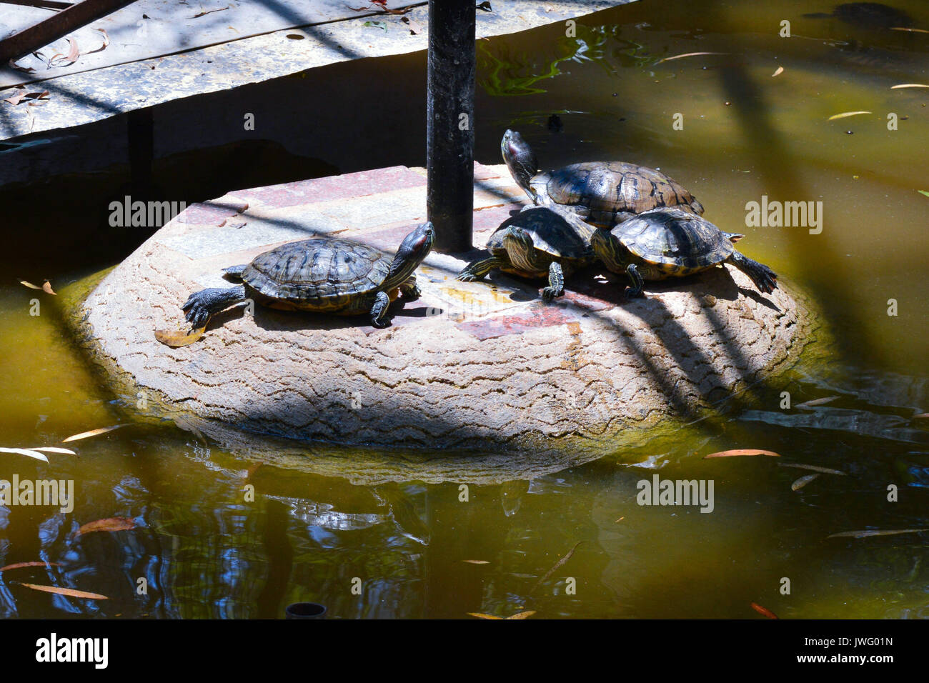 Turtle talking hi-res stock photography and images - Alamy