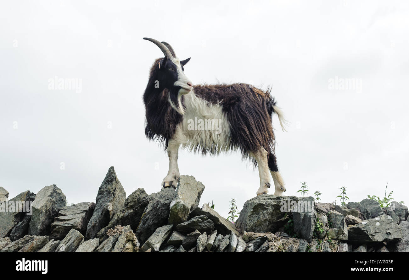 The Lynton Goat herd, The Valley of the Rocks near Lynton in North ...