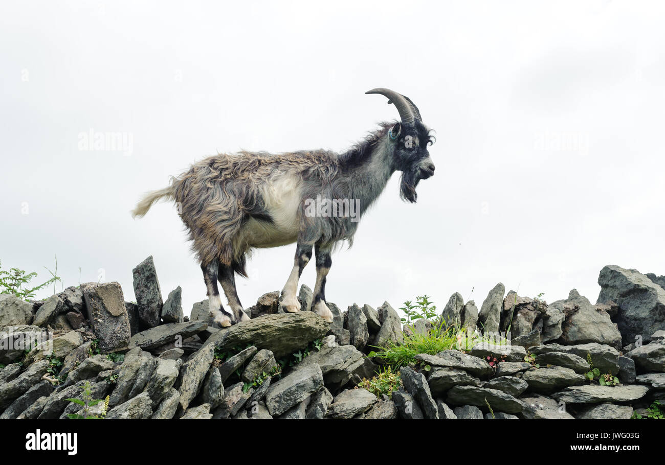 Feral goats valley of the rocks hi-res stock photography and images - Alamy
