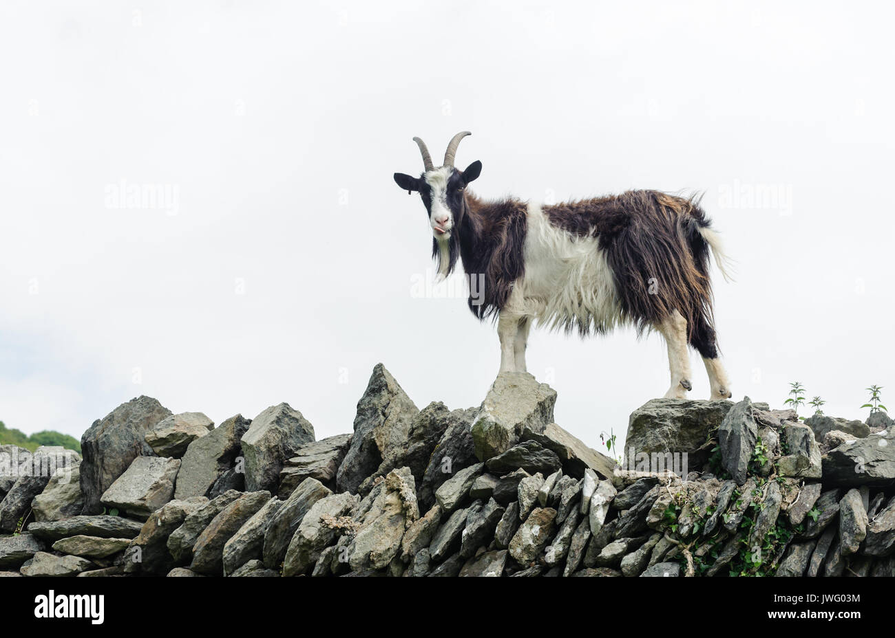 Lynton goats hi-res stock photography and images - Alamy