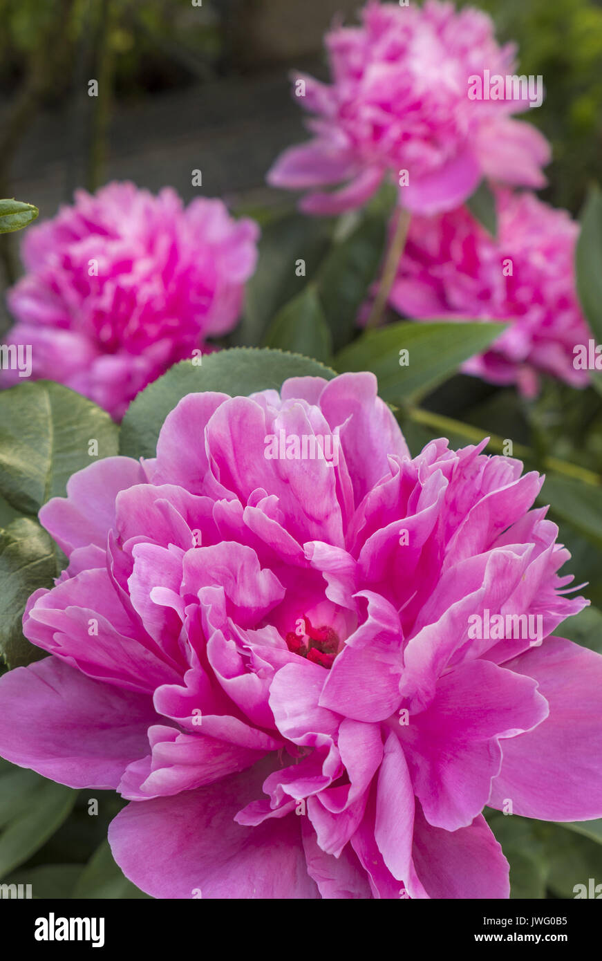 Pinkfarbene hi-res stock photography and images - Alamy