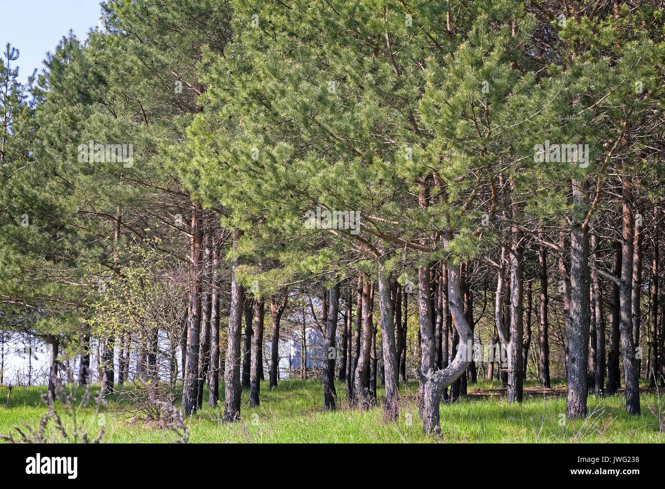 Spring landscape in the forest at the edge of a growing young pines ...