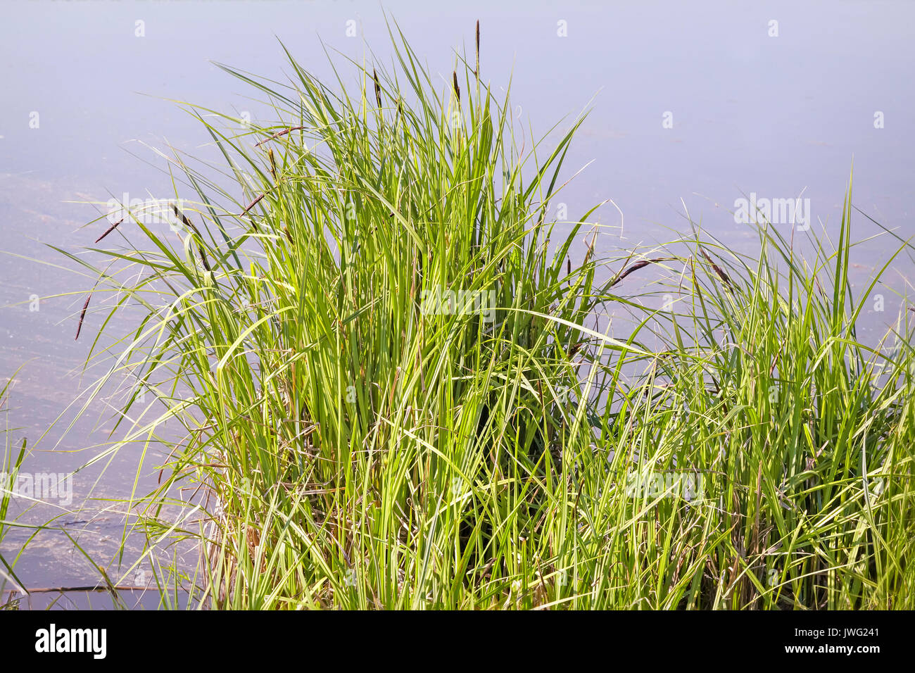 Lake rushes in spring hi-res stock photography and images - Alamy