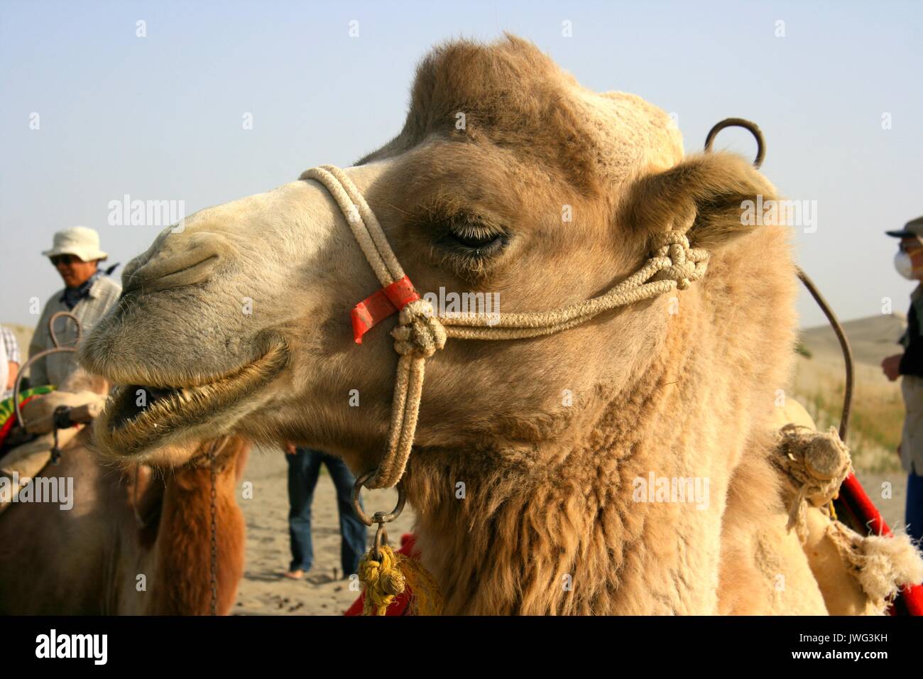Taklamakan desert camels hi-res stock photography and images - Alamy