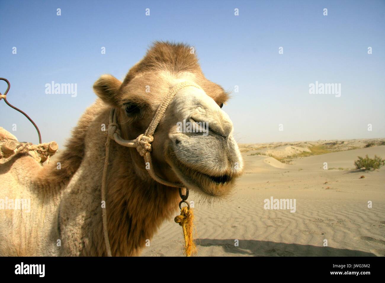 Camel silk road taklamakan desert hi-res stock photography and images - Alamy