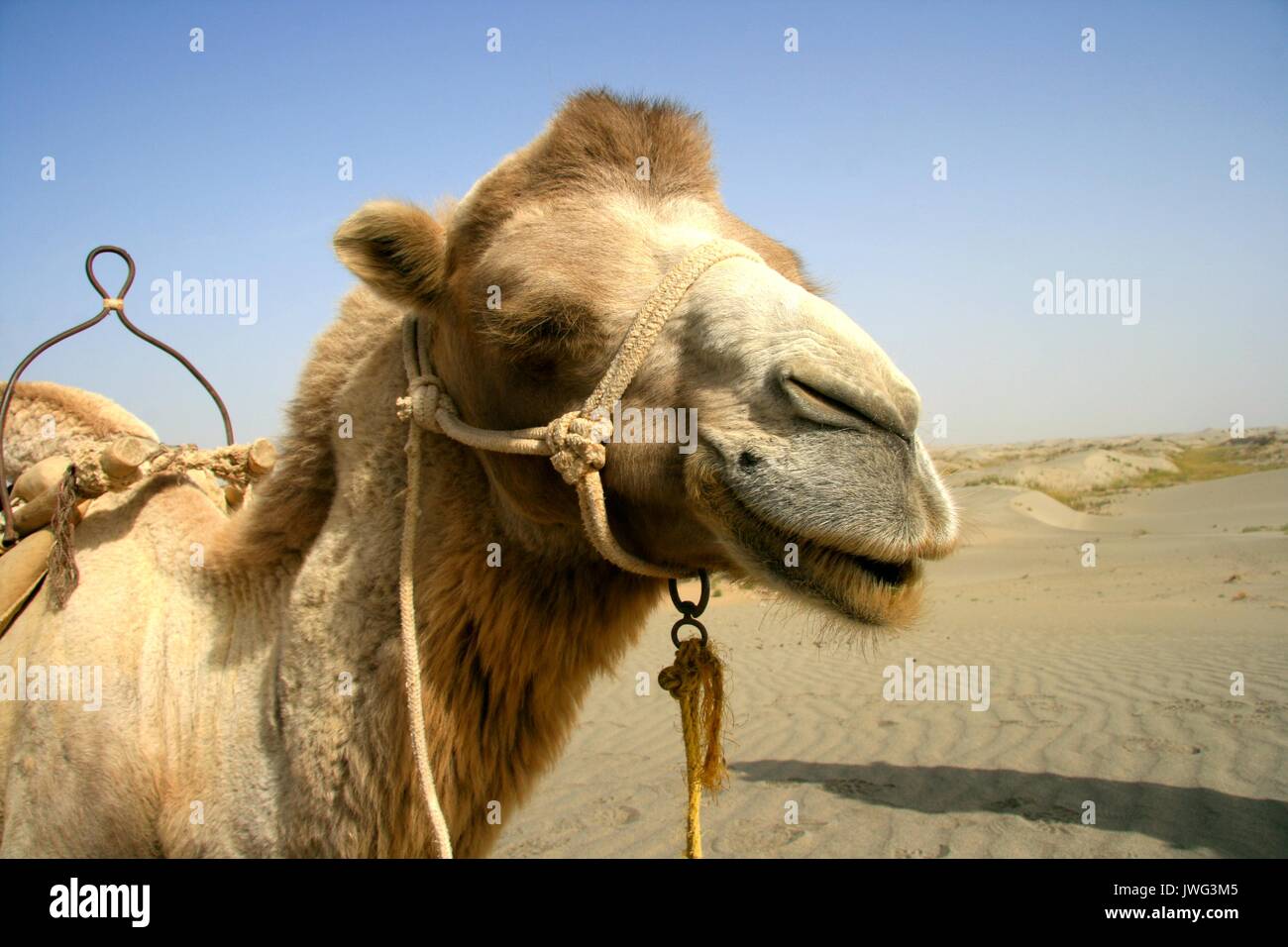 Taklamakan desert camels hi-res stock photography and images - Alamy