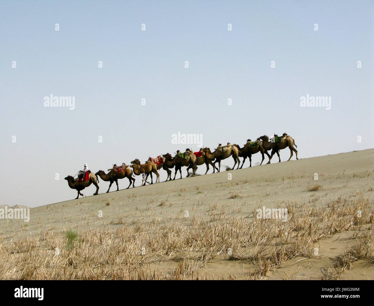 Camel silk road taklamakan desert hi-res stock photography and images ...