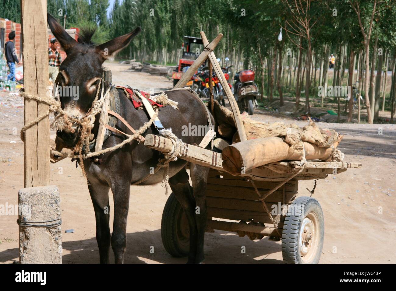 Silk road donkey cart hi-res stock photography and images - Alamy