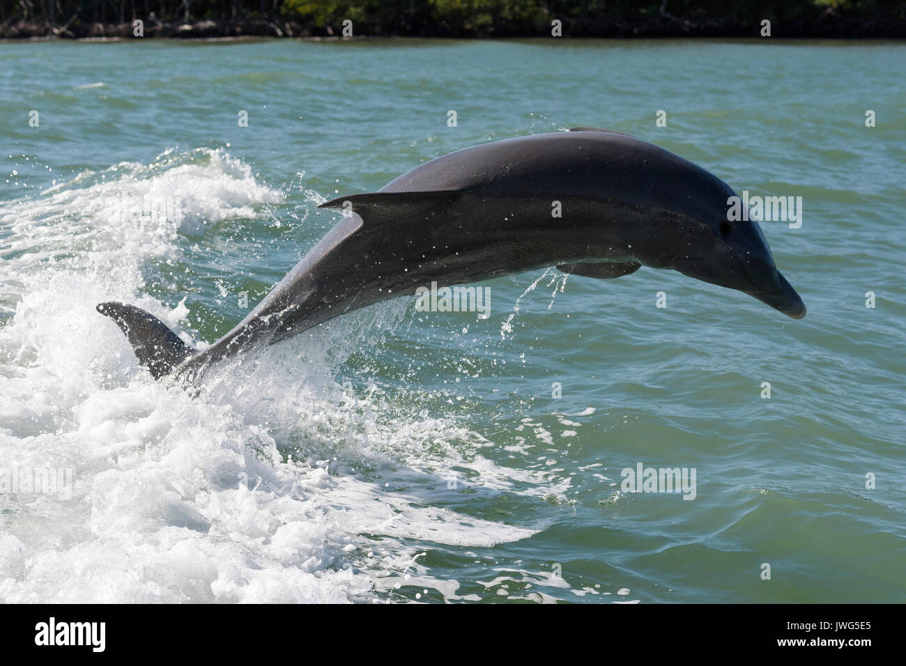 Atlantic bottlenose dolphin hi-res stock photography and images - Alamy