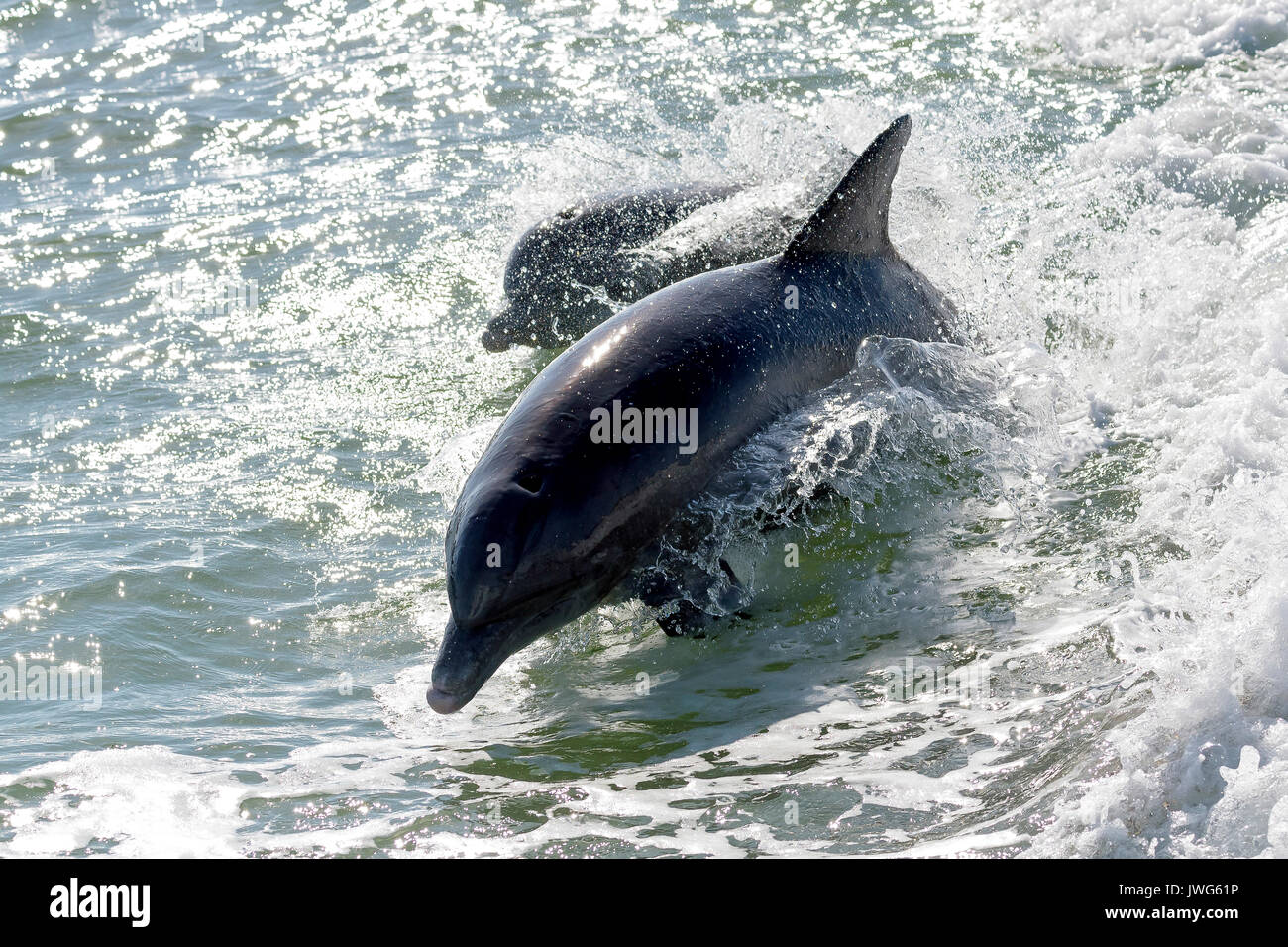 Atlantic bottlenose dolphins hi-res stock photography and images - Alamy