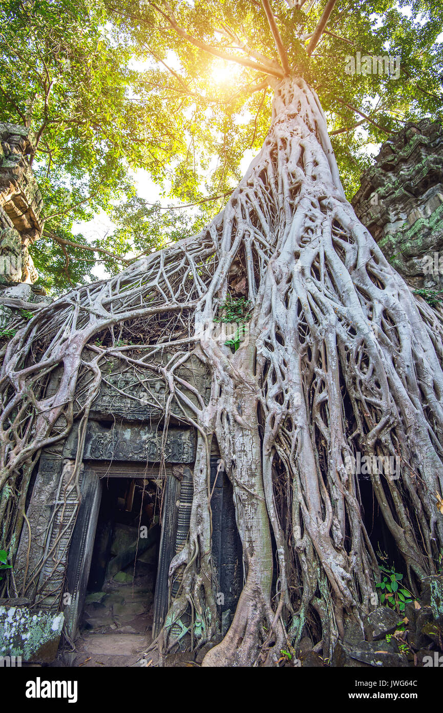 Trees growing out of Ta Prohm temple, Angkor Wat in Cambodia Stock ...