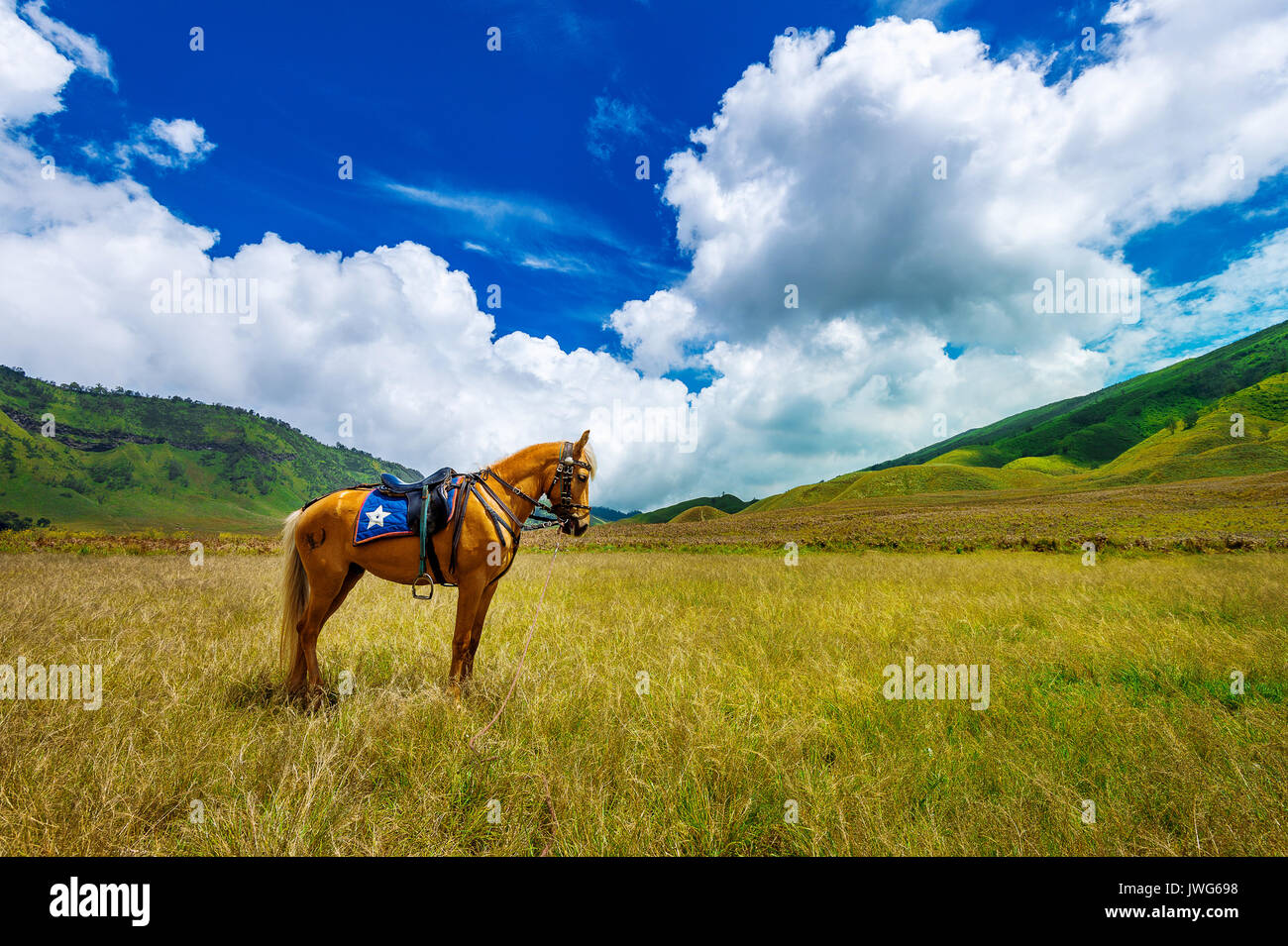 horse in field Stock Photo - Alamy
