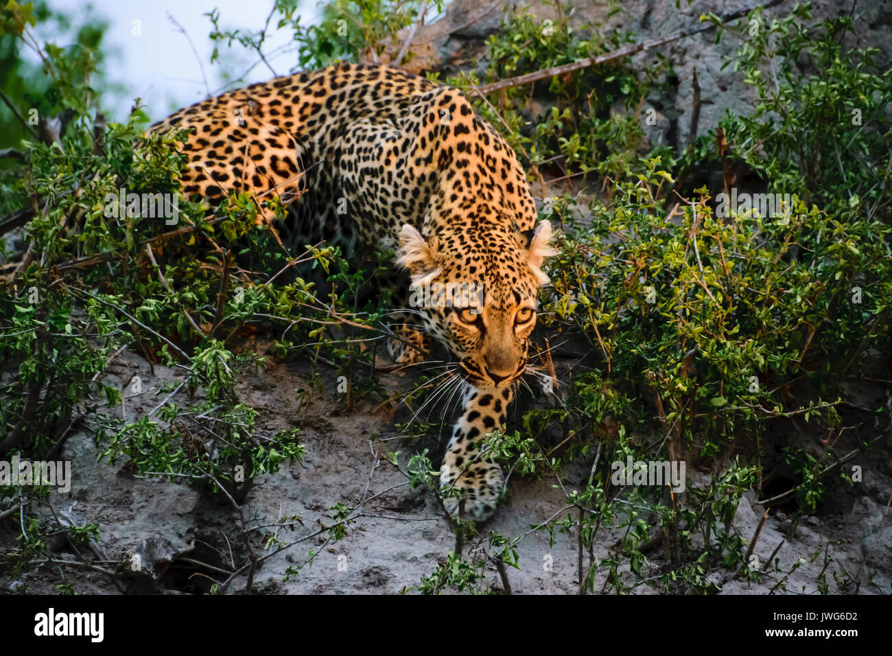 Cautious animals hi-res stock photography and images - Alamy