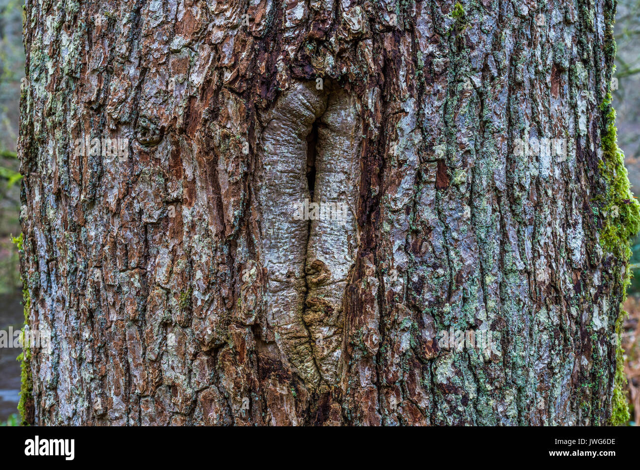 Tree and eye hi-res stock photography and images - Alamy