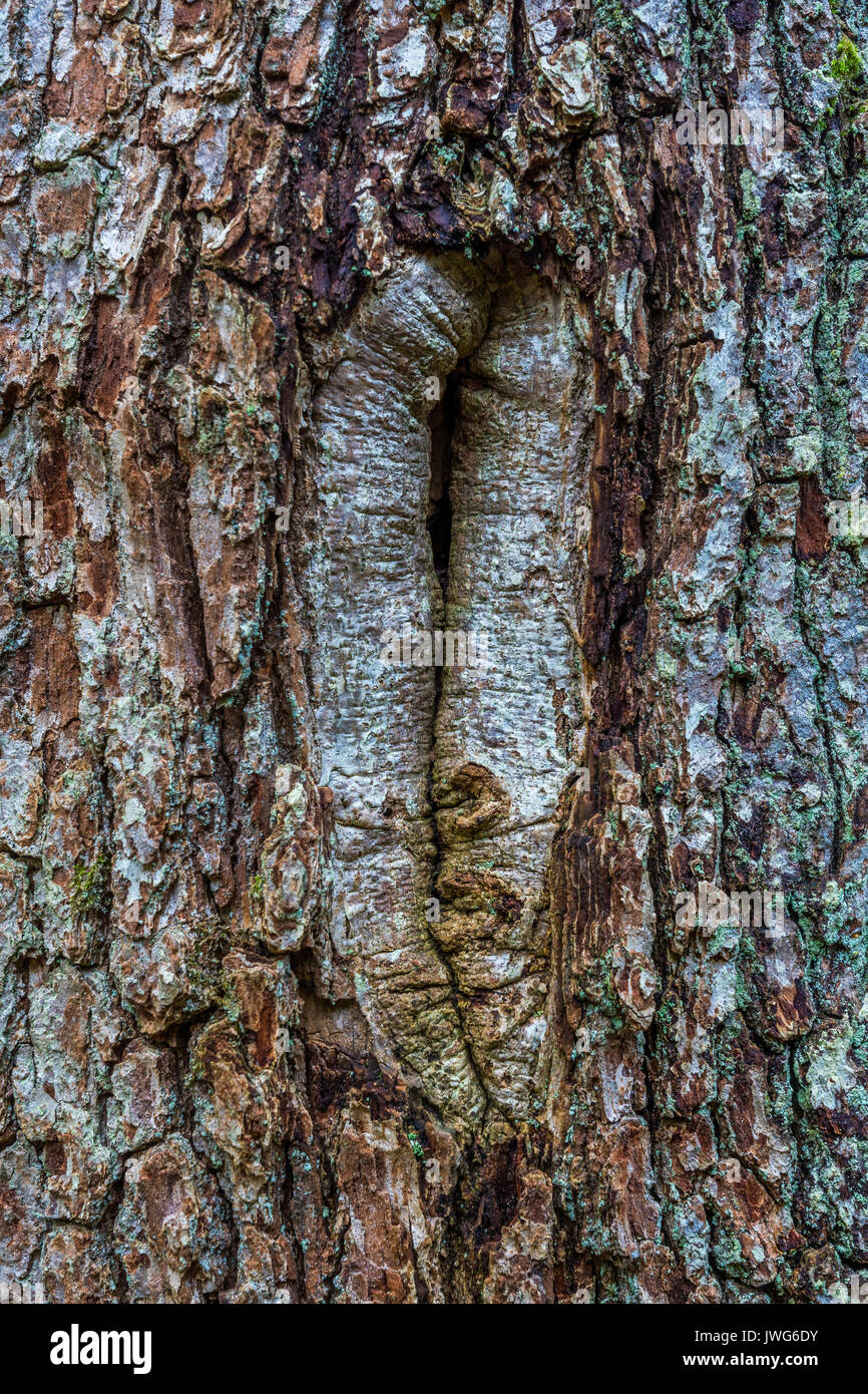 Oak tree eye Stock Photo - Alamy