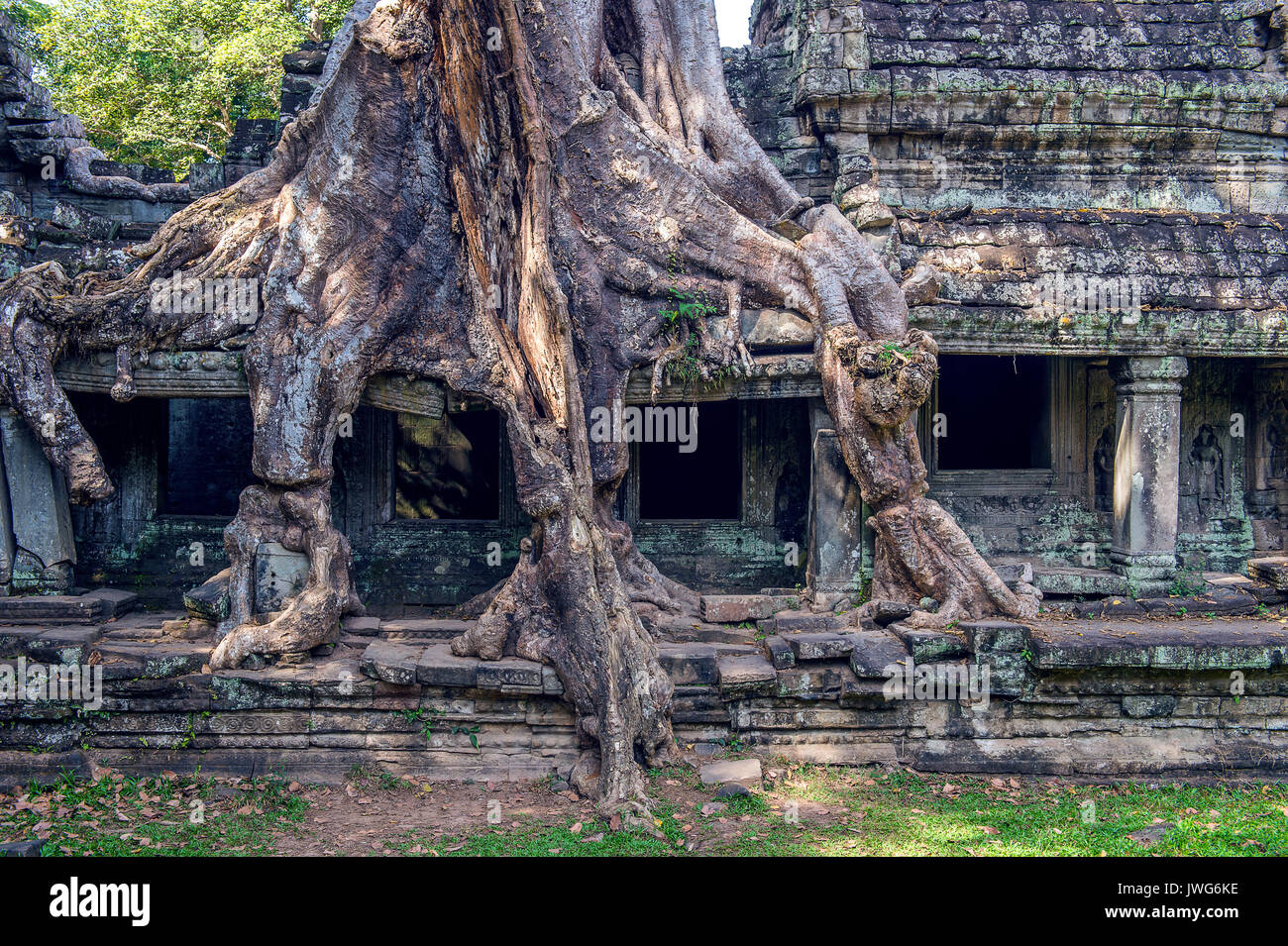 Trees growing out of Ta Prohm temple, Angkor Wat in Cambodia Stock ...