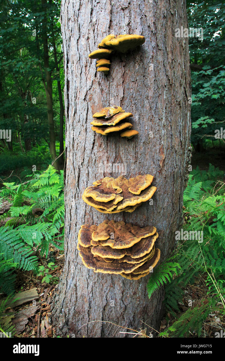Conifer mazegill gloeophyllum sepiarium hi-res stock photography and ...