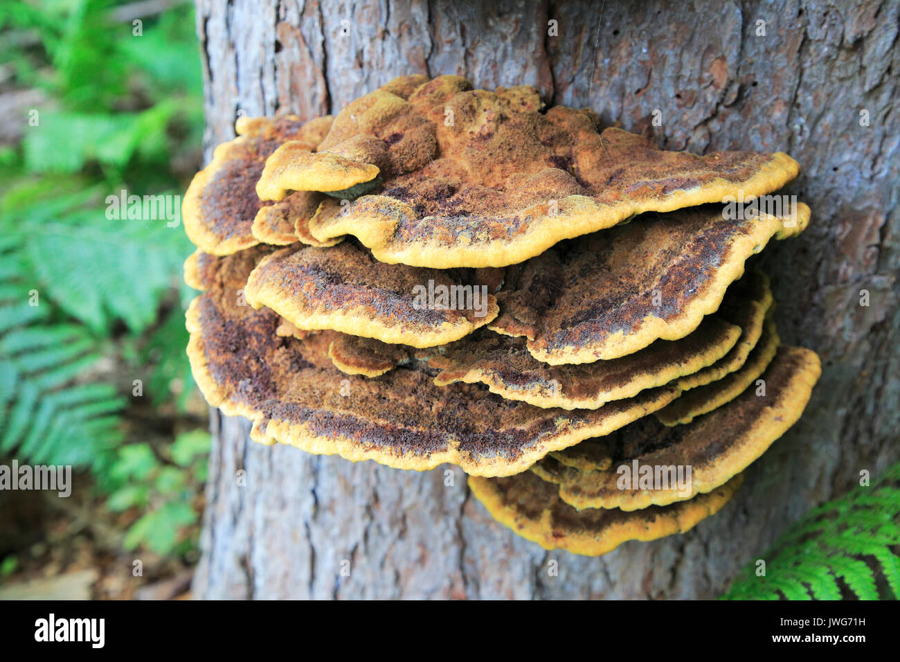 Bracket fungus, rusty gilled polypore, Gloeophyllum sepiarium, Upper ...