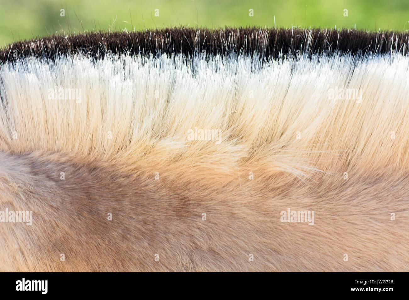 Beautiful curly horse mane hi-res stock photography and images - Alamy