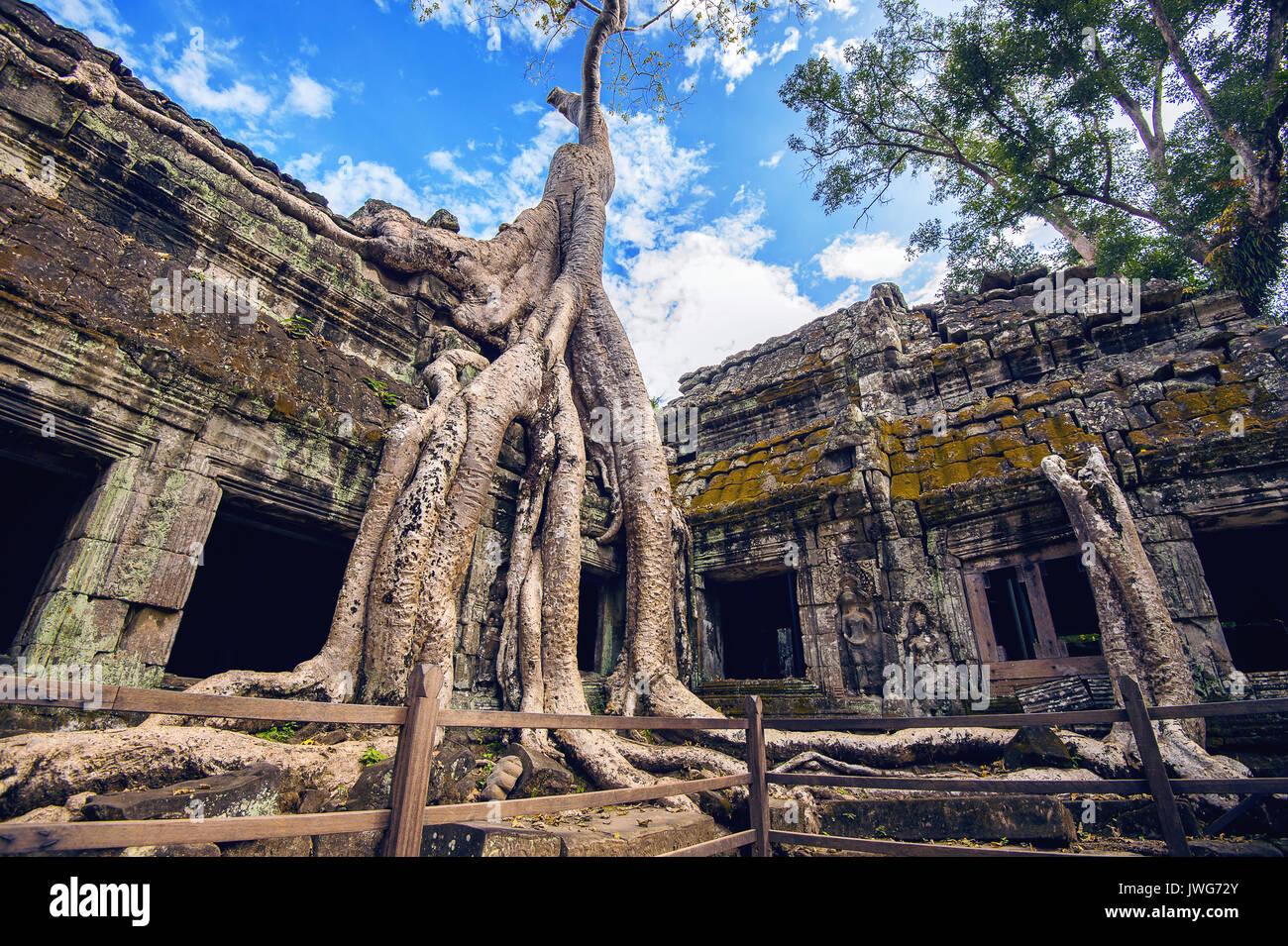 Trees growing out of Ta Prohm temple, Angkor Wat in Cambodia Stock ...