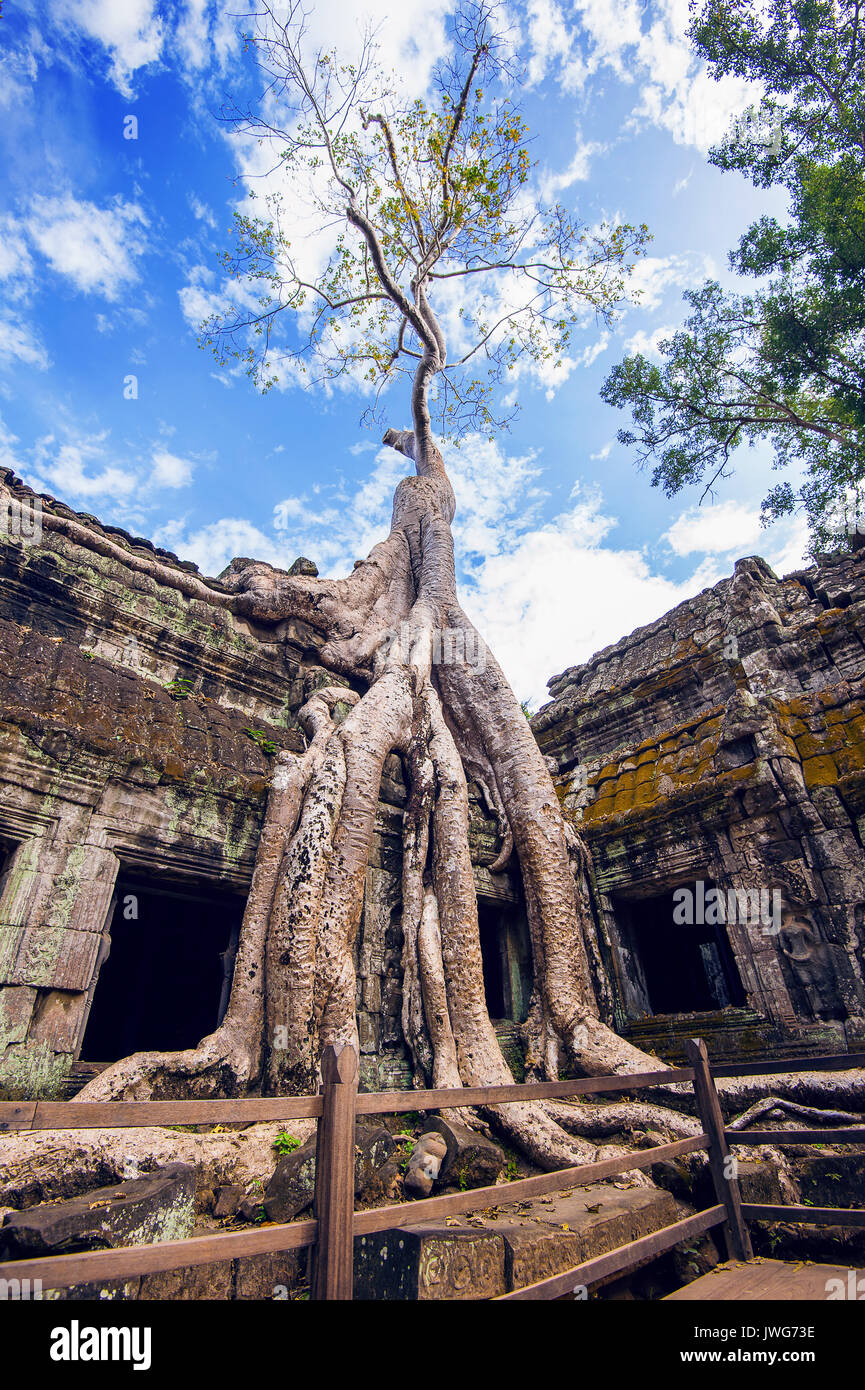 Trees growing out of Ta Prohm temple, Angkor Wat in Cambodia Stock ...