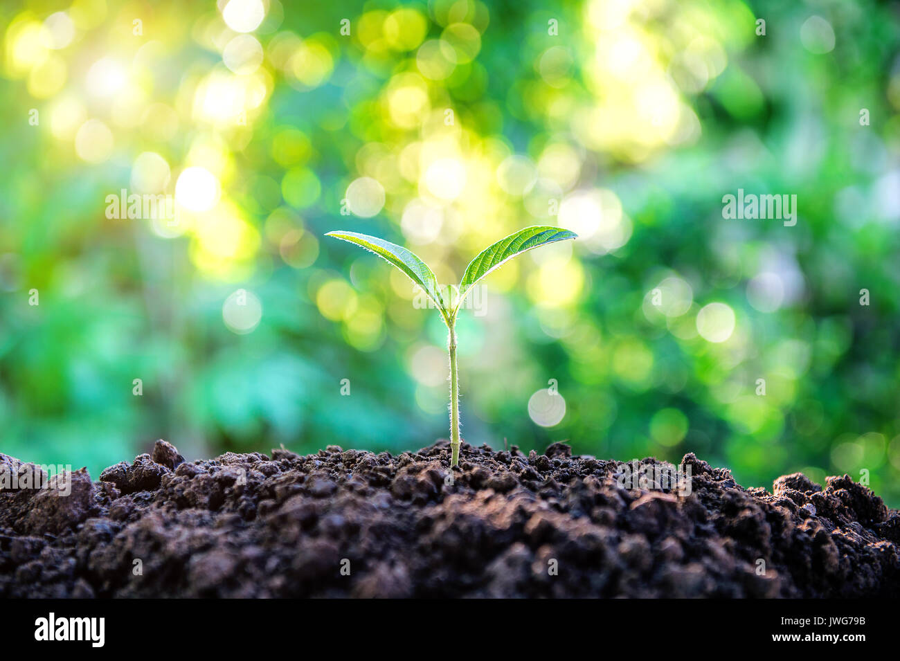 Young plant growing in nature Stock Photo - Alamy