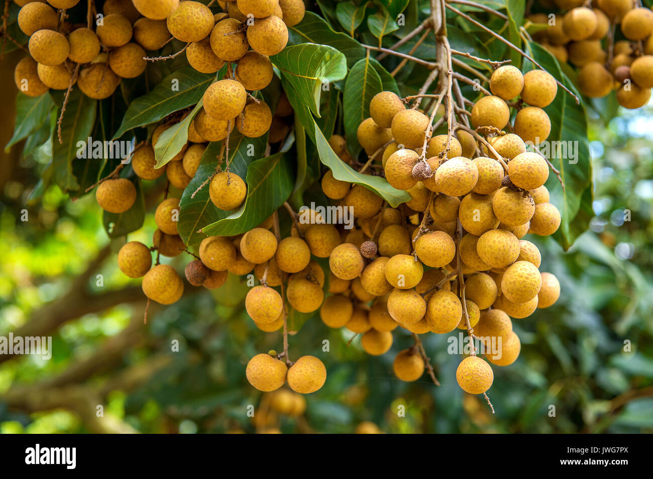 Longan orchards - Tropical fruits beautiful longan in Thailand Stock ...