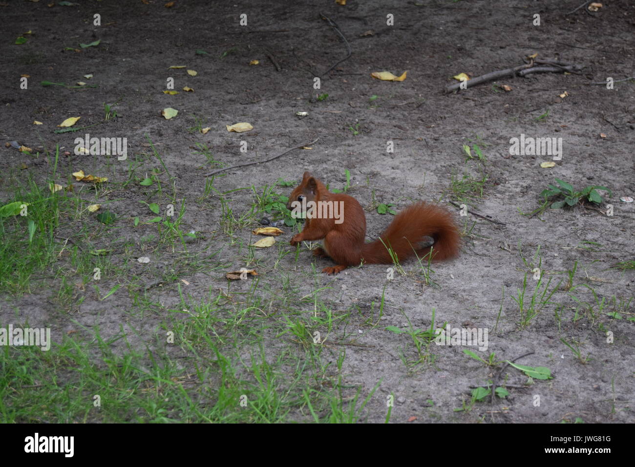 A Squirrel in a Park, Warsaw Poland Stock Photo - Alamy