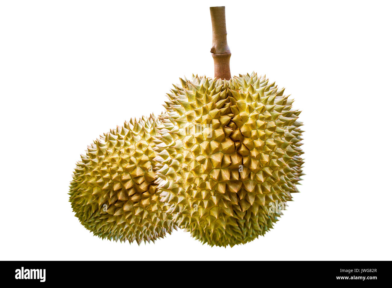 Durian Tree High Resolution Stock Photography and Images - Alamy