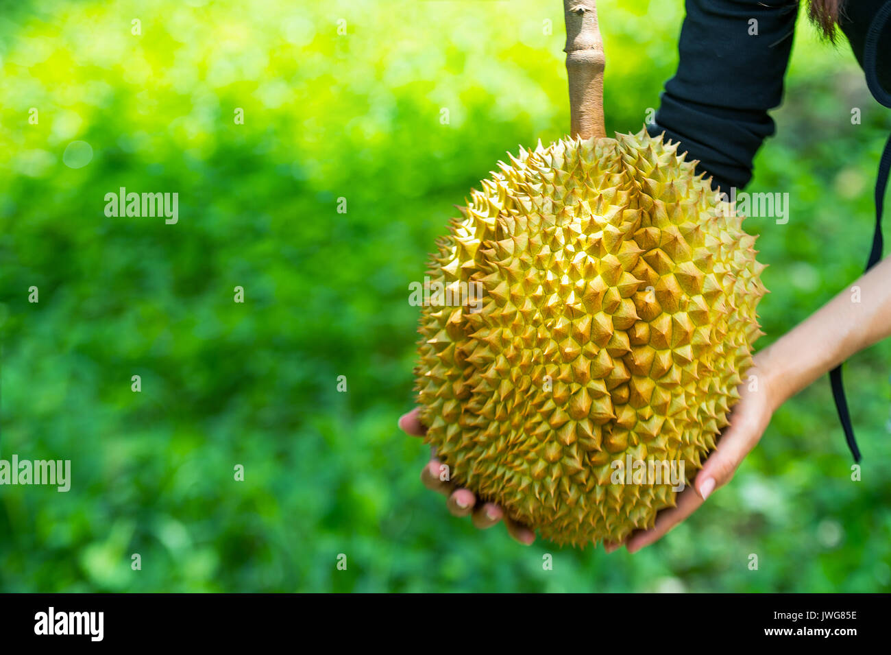 Durian Shape High Resolution Stock Photography and Images - Alamy