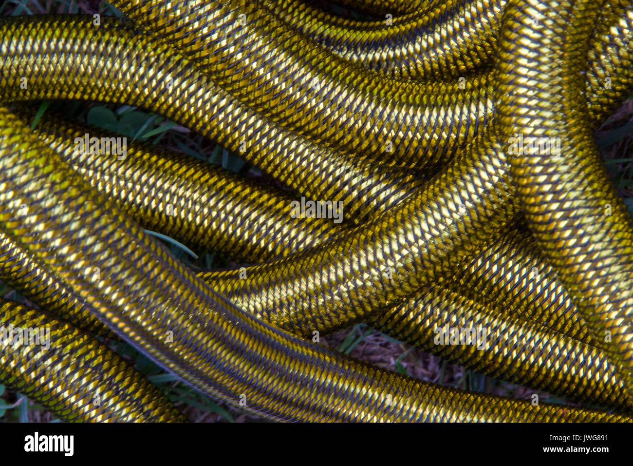 Reinforced hose wrapped and intertwined on the grass Stock Photo - Alamy