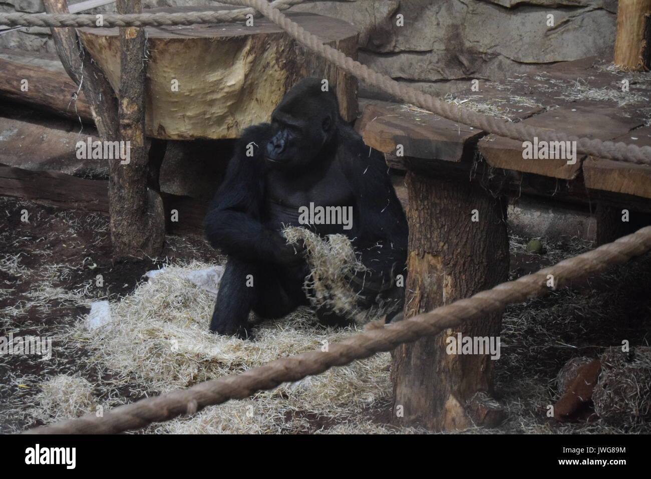 Chimpanzee in a Zoo Stock Photo - Alamy
