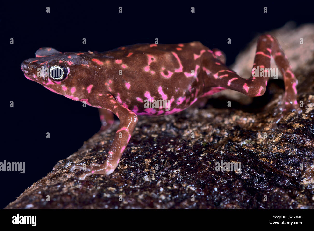 Purple toad hi-res stock photography and images - Alamy